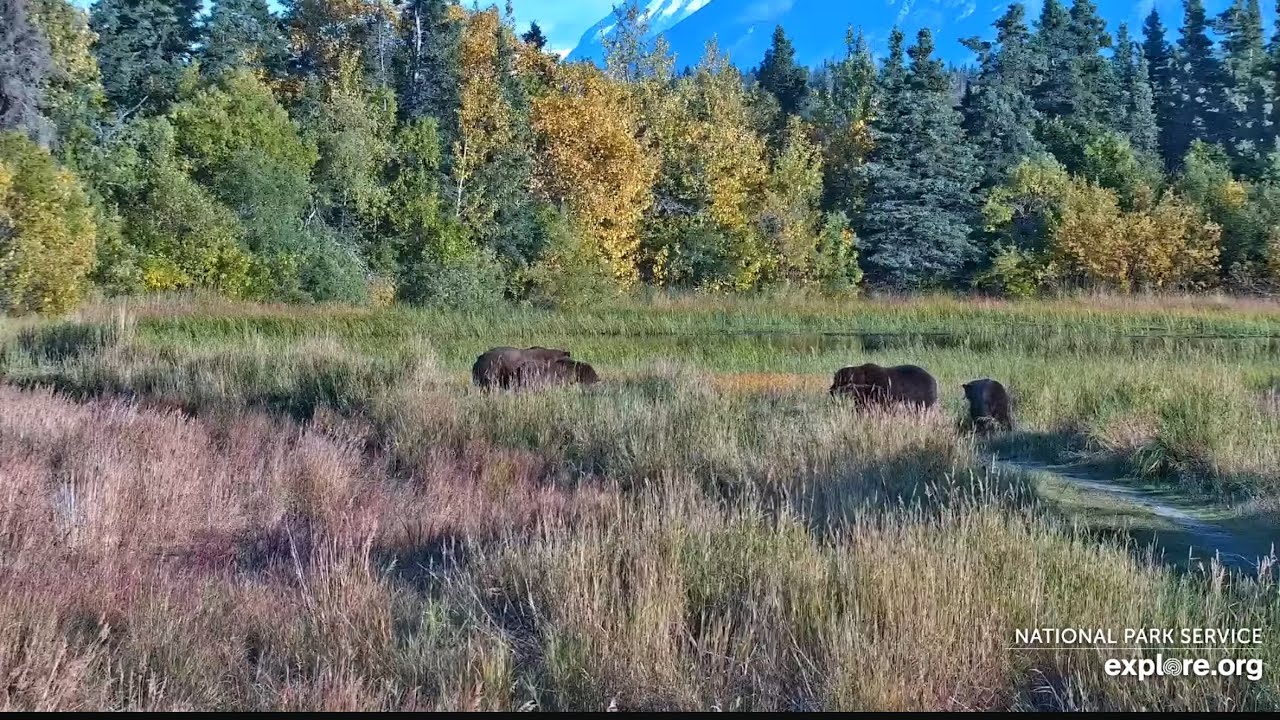 806 and Her Yearling & 94 and Her Two Cubs on the Spit Road - explore ...