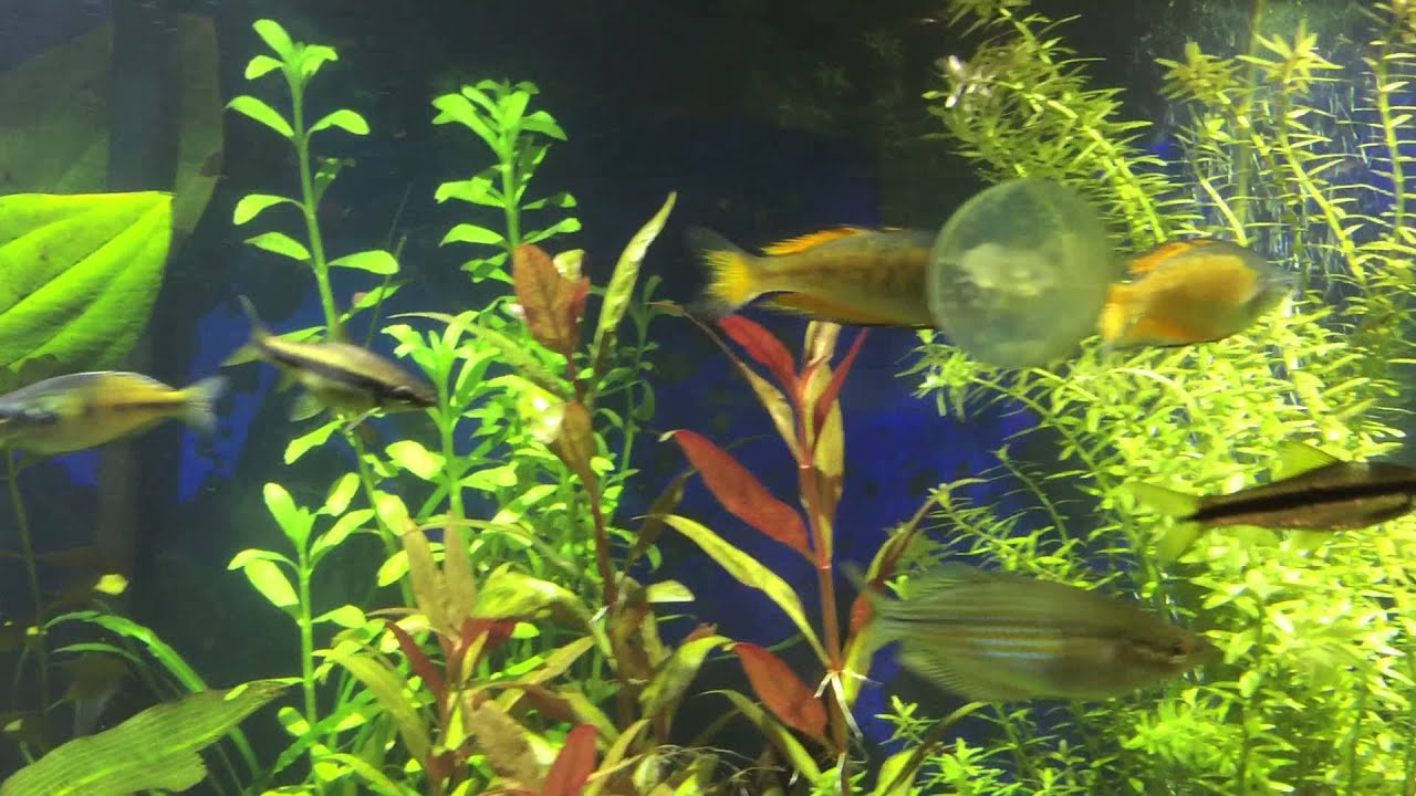 Iran Red and Parkensoni Tangerine rainbow fish - YouTube