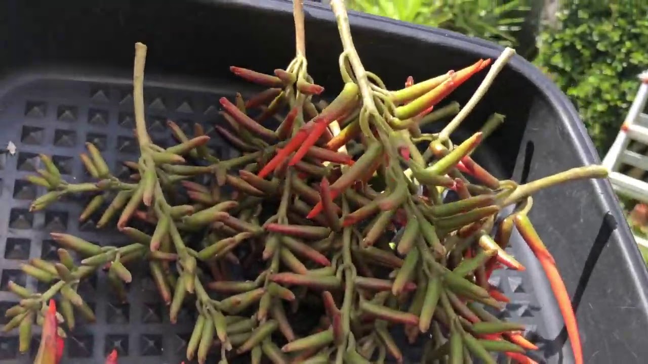 RECETA DE PITOS SALVADOREÑOS EN ALGUIASTE EN AUSTRALIA!! - YouTube