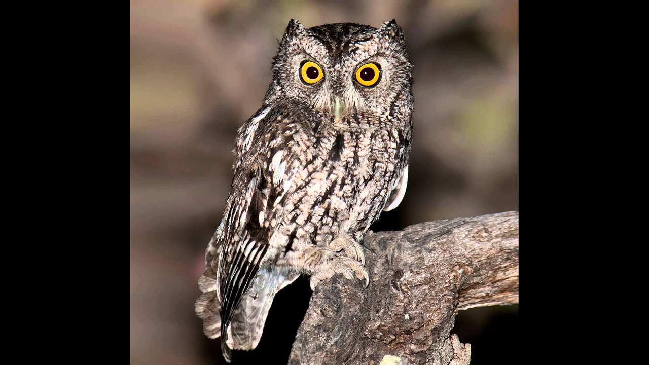 42 Screech Owl, Whiskered Female bark call, screech - YouTube