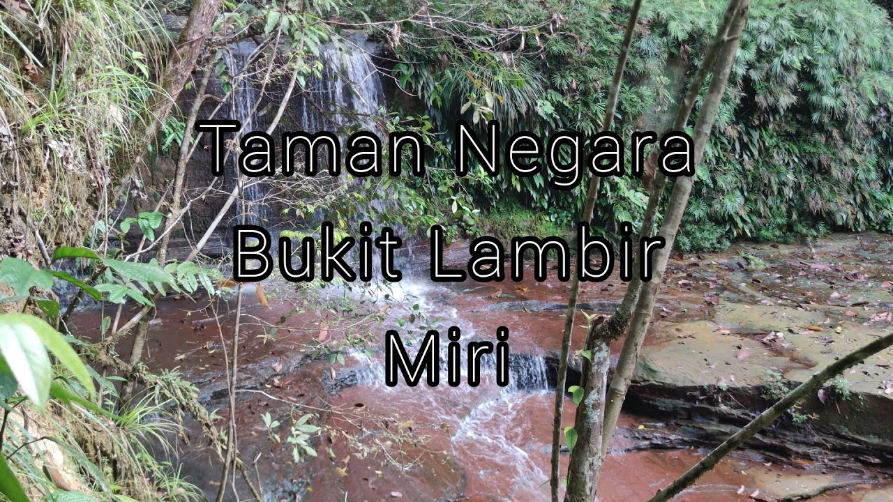 TAMAN NEGARA BUKIT LAMBIR MIRI / SHORT VISIT / JUNGLE TRACKING /HIKE ...