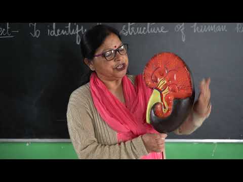 CLASS 10 BIOLOGY - Experiment 6 To Identify the Structure of Human ...
