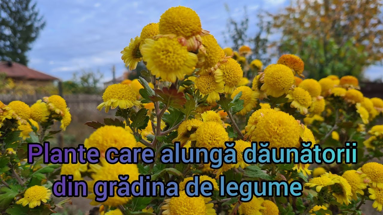 Plantele care alunga daunatorii din gradina Creaza un ecosistem ...