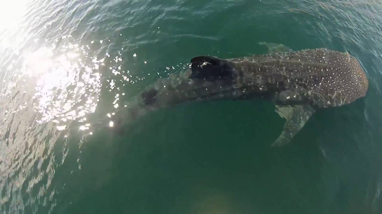 ¿Cómo acercarse al pez más grande del mundo? - YouTube