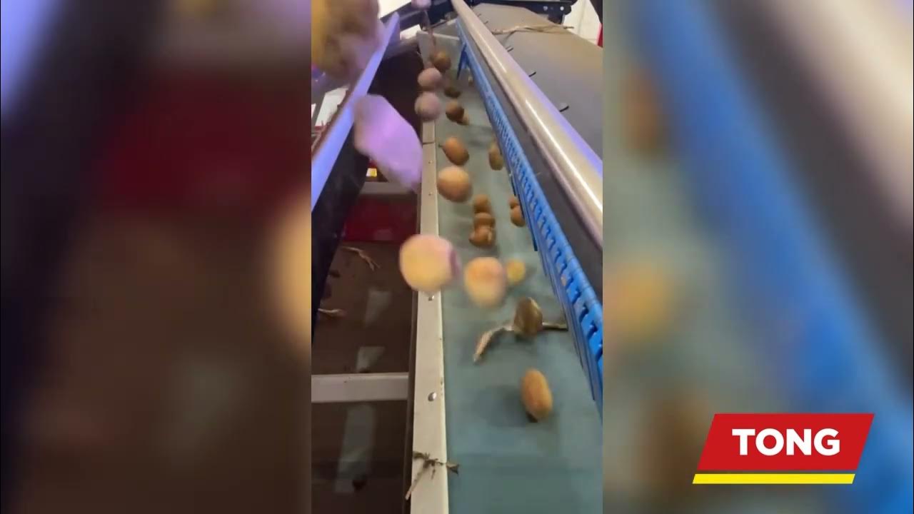Potato Optical Sorting with TOMRA 3A optical sorter on dirty crop in ...