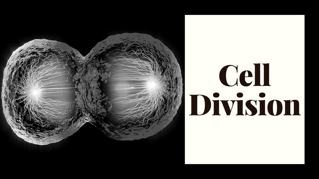 Cell Division | Mitosis and Meiosis | Distribution of chromosome during ...