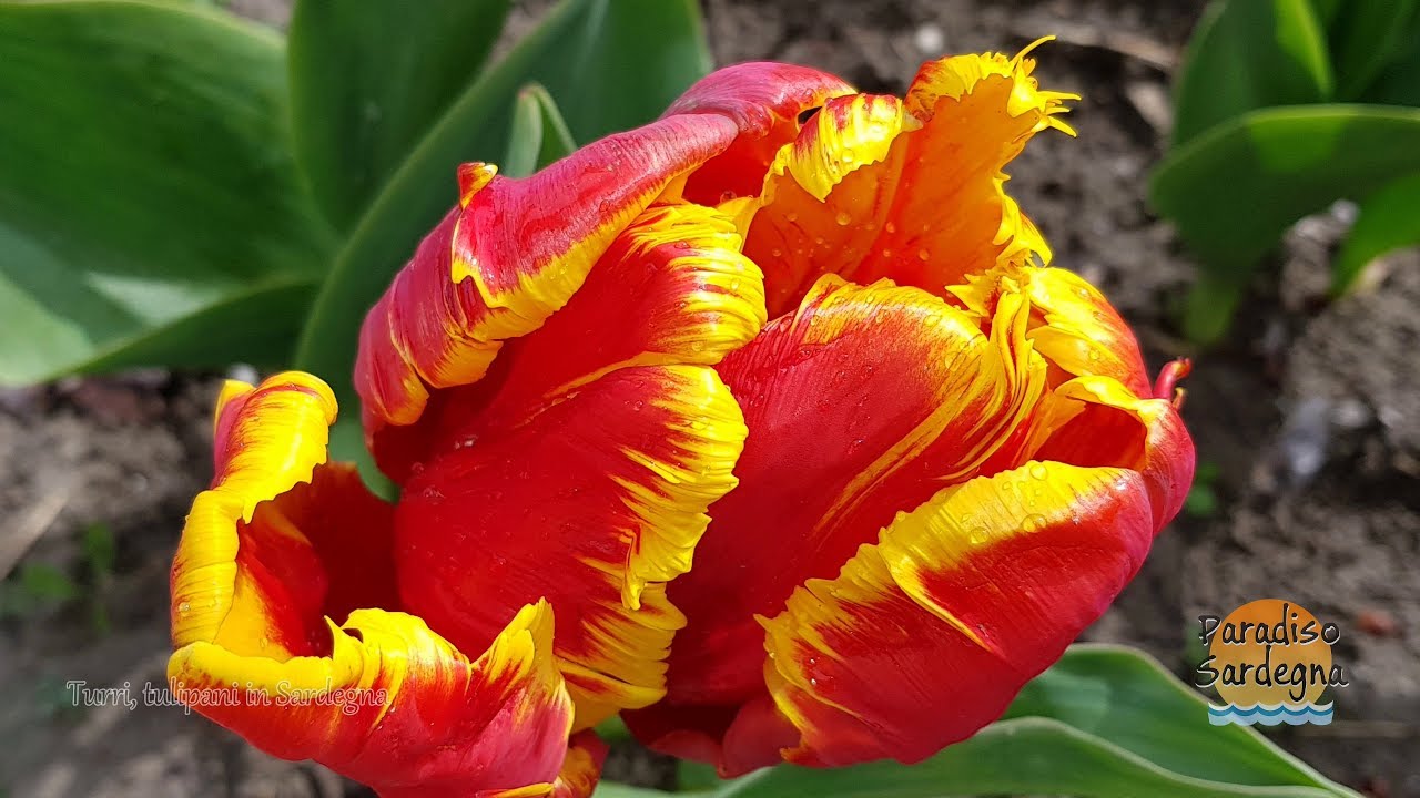 Tulipani in Sardegna 4K - Turri 2018 - YouTube