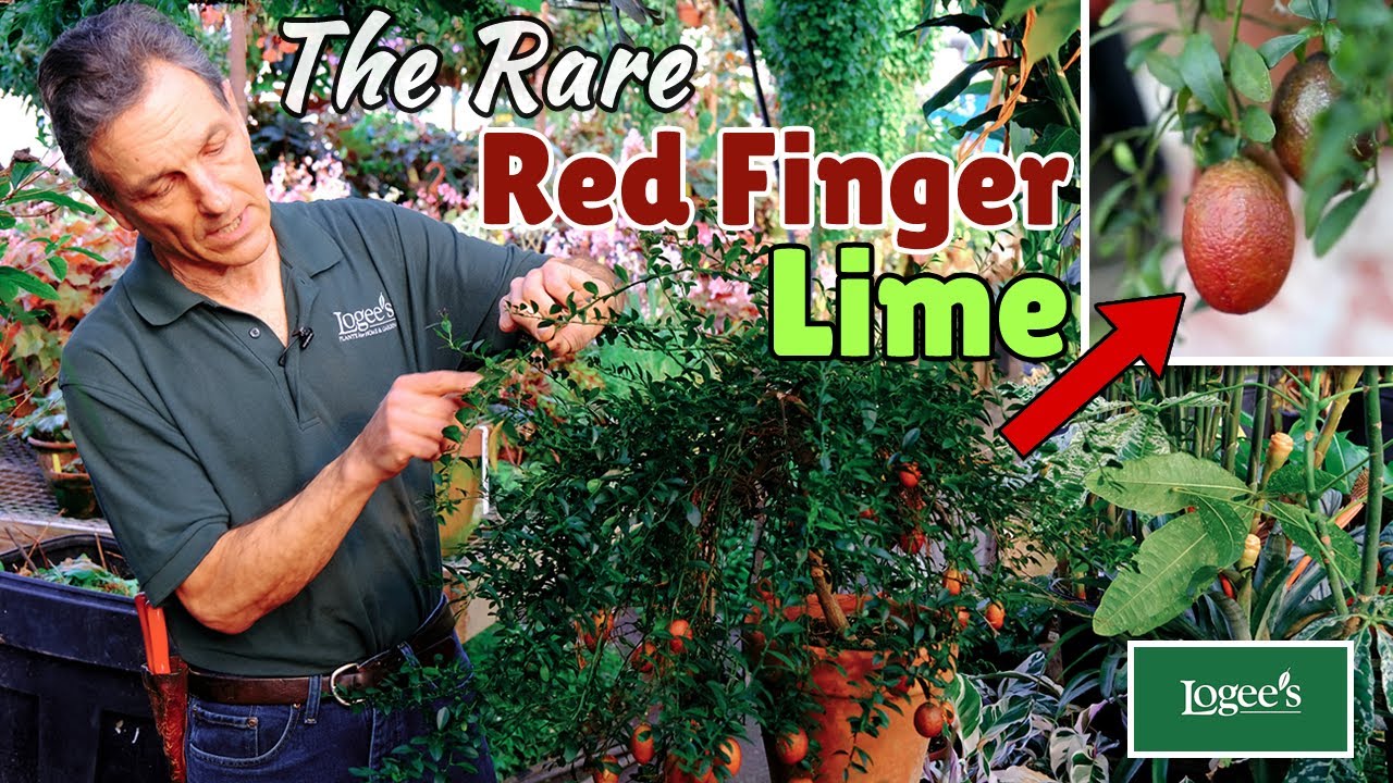The Rare Red Finger Lime ~ Australian Red Lime (Citrus australasica ...