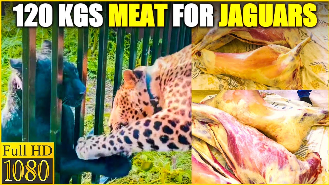 QUALITY MEAT FOR JAGUARS || JAGUAR KUMAR - YouTube