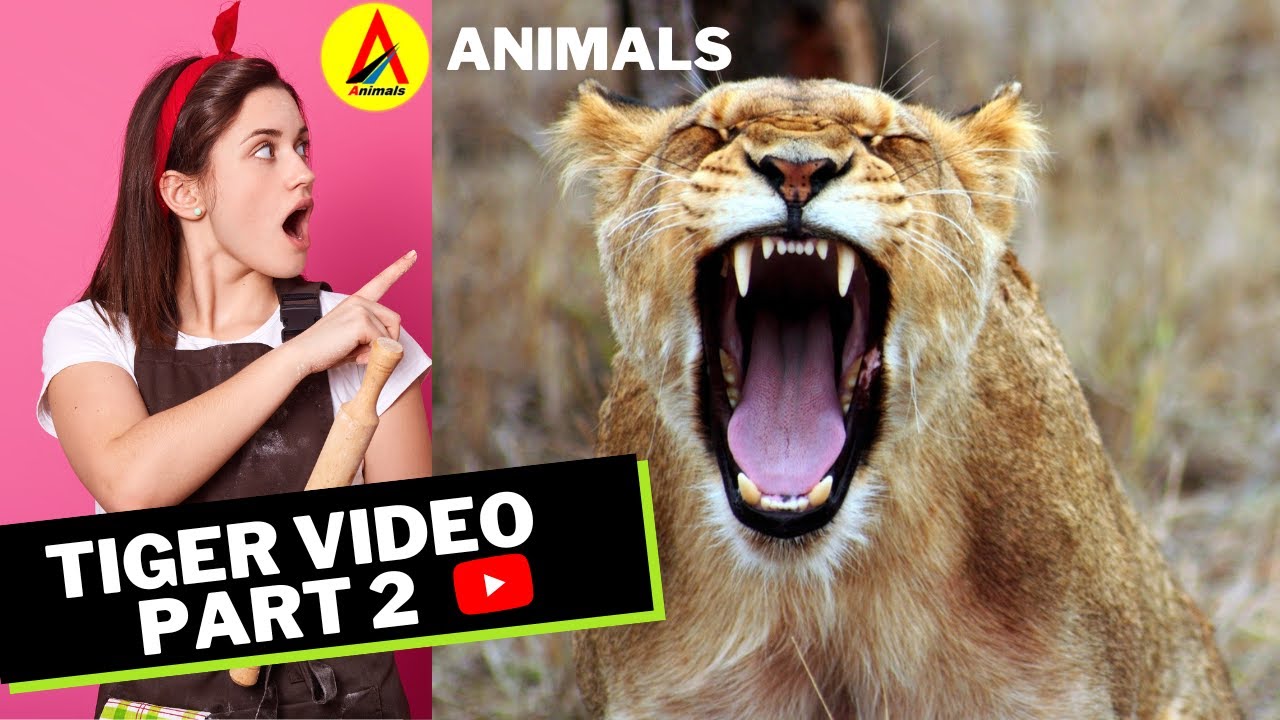 tiger video part 2 | Animals Channel - YouTube