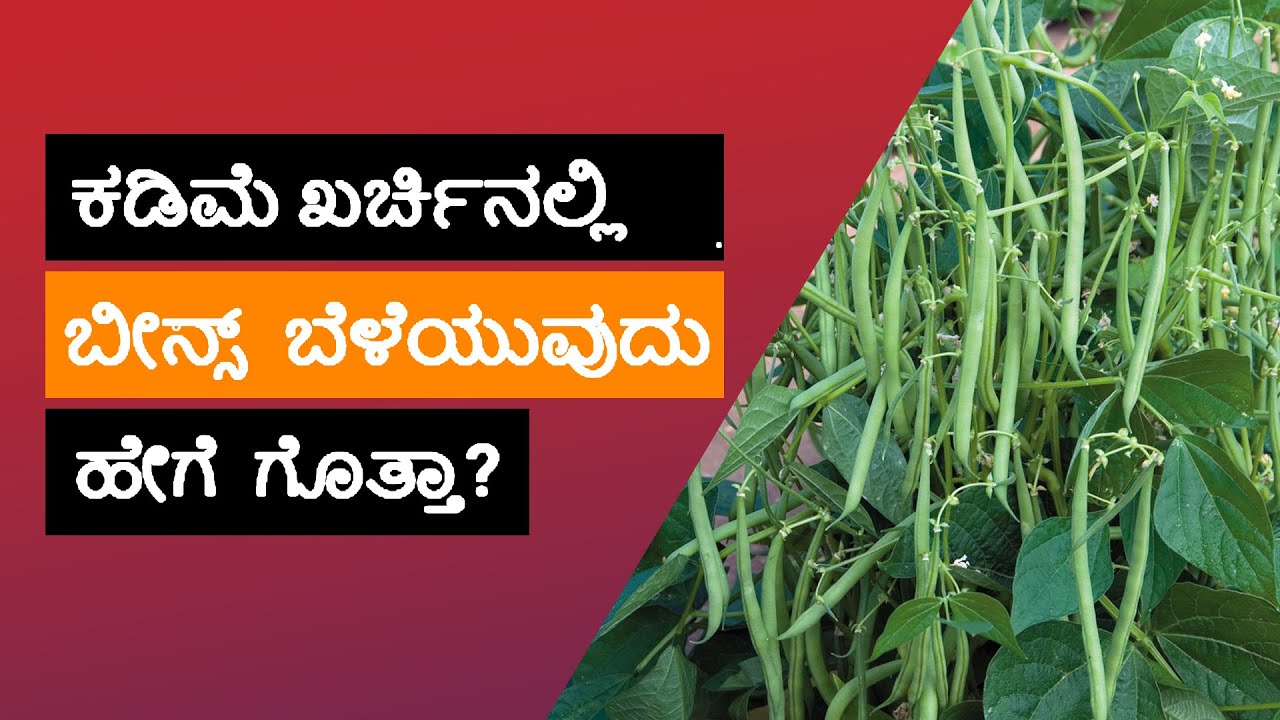 Low cost Natural Organic Beans Farming | ಕಡಿಮೆ ಖರ್ಚಿನಲ್ಲಿ ಬೀನ್ಸ್ ...