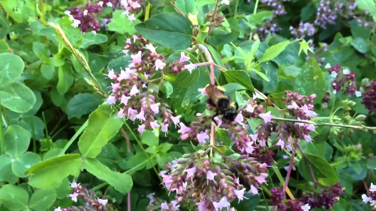 Veps eller humle - YouTube