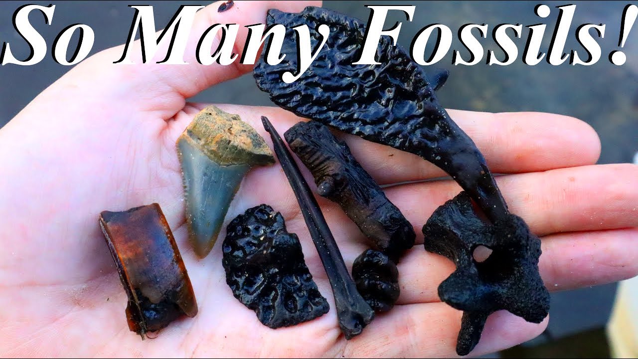 Ice Age Fossil Motherload! Unbelievable Variety Hunting for Fossils in ...