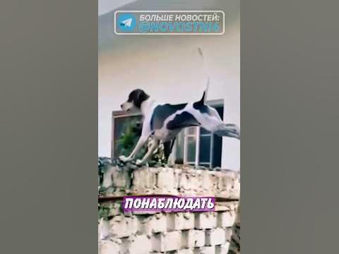 🤣 Самая любопытная собака! | Новостничок - YouTube