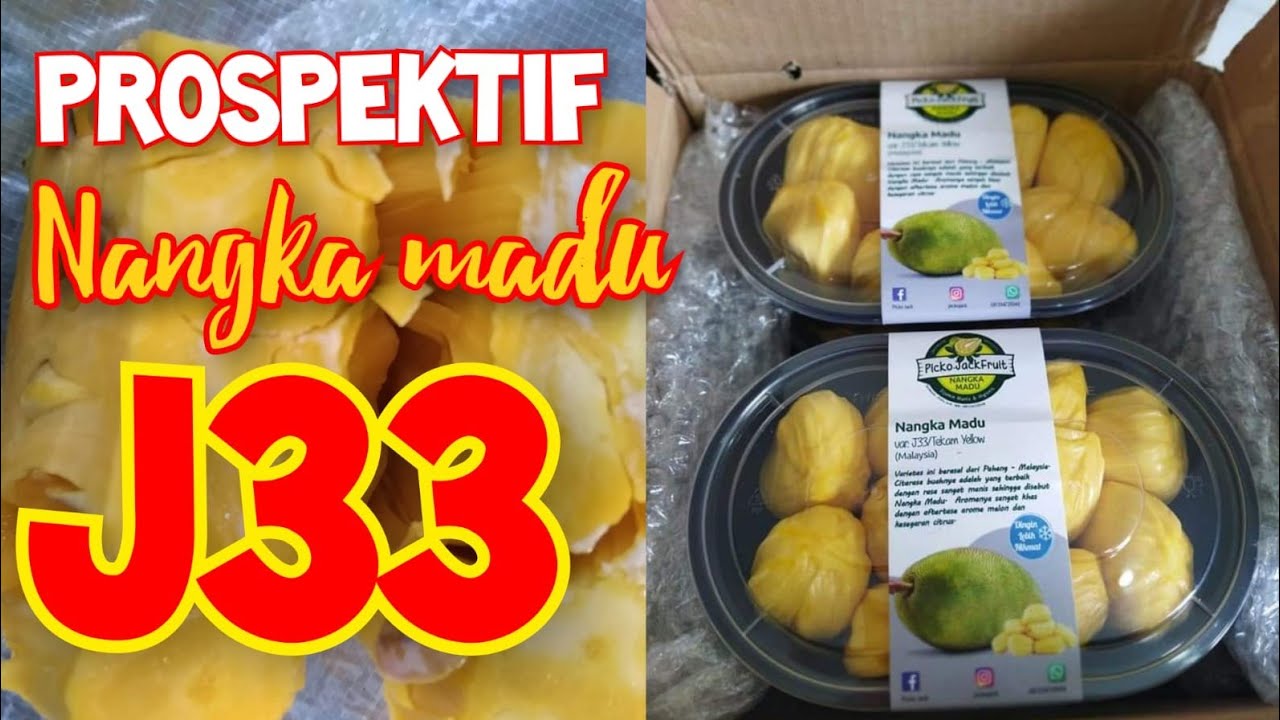 Potensi Pasar Nangka Madu J33 Olahan Buah Nangka Juragan 33