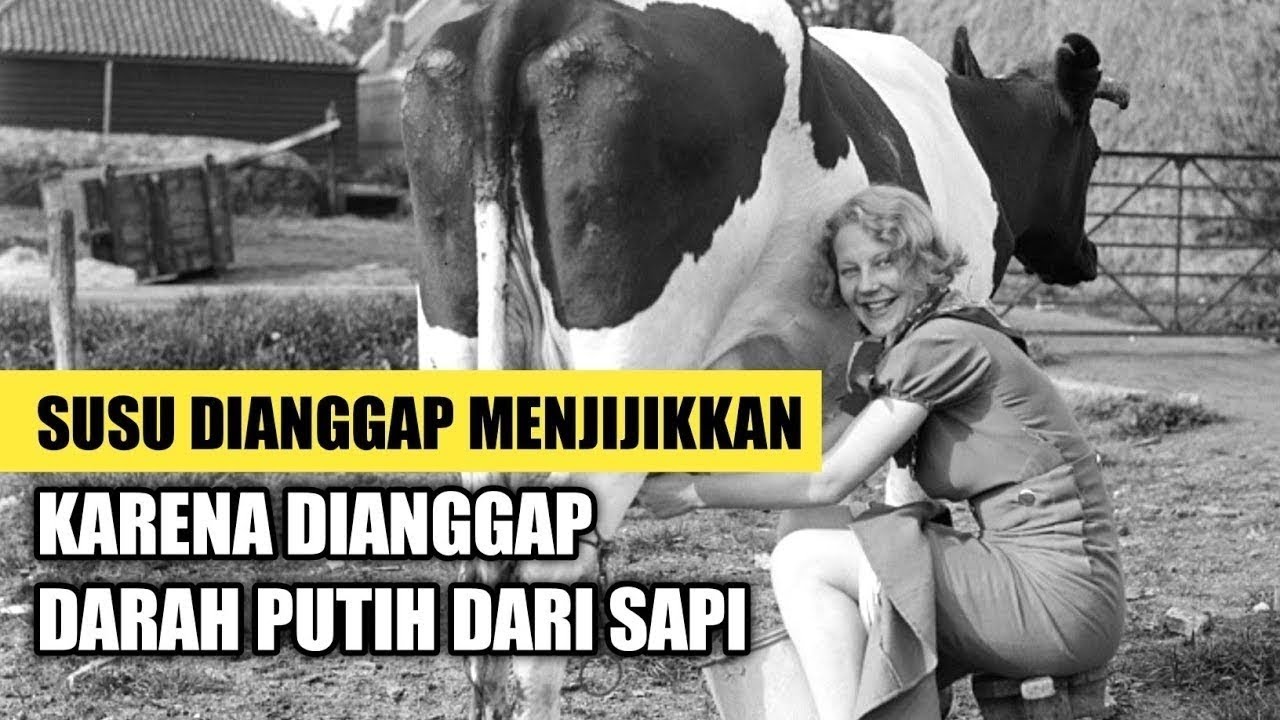 SEJARAH KONSUMSI SUSU DI INDONESIA - YouTube