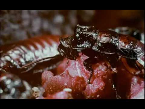 Bug 1975 - YouTube