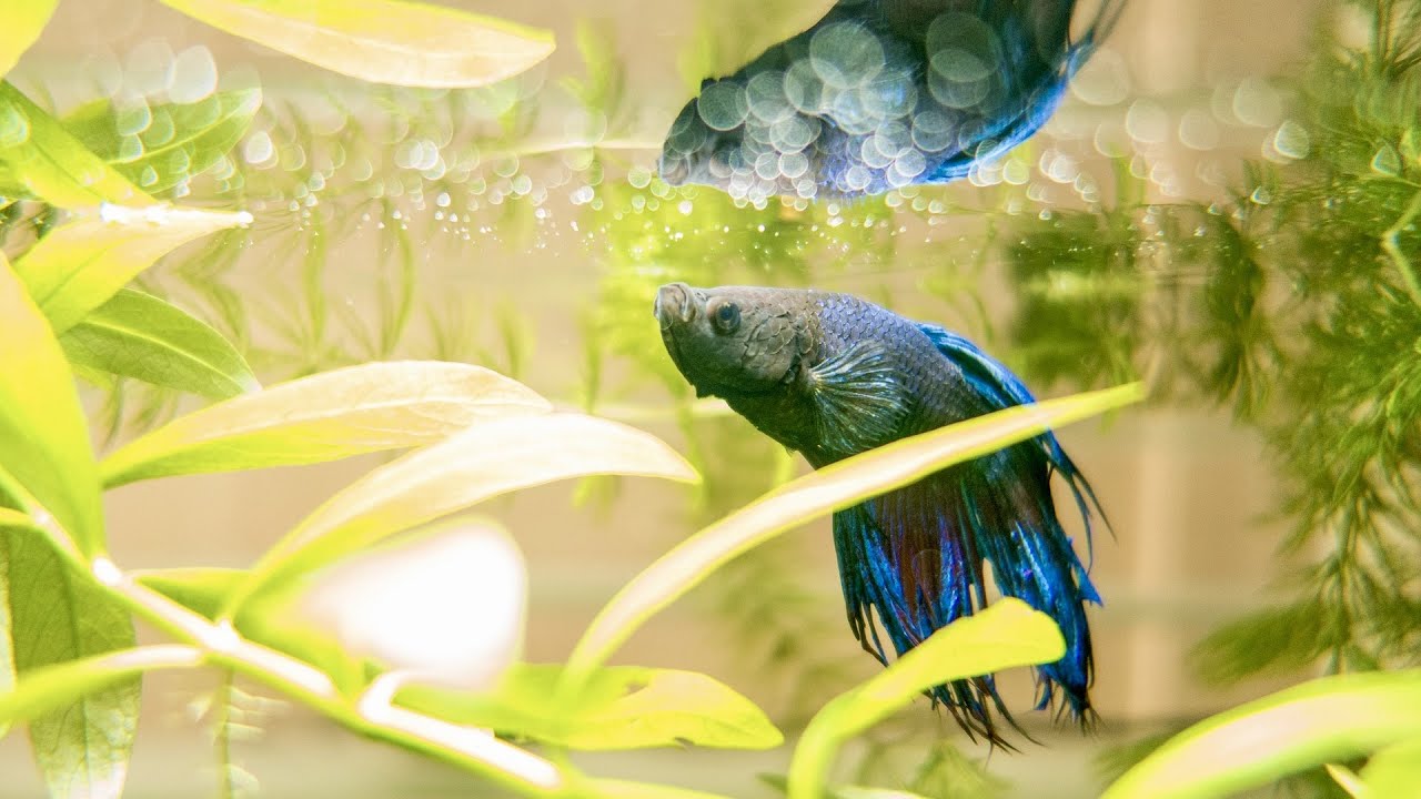 15 Minutes of Stunning Aquarium Relax Music, Beautiful Aquarium Coral ...