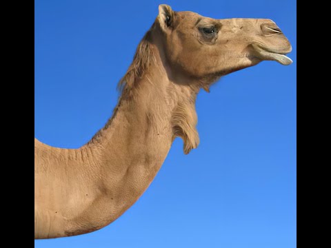 Camel Jazz - YouTube