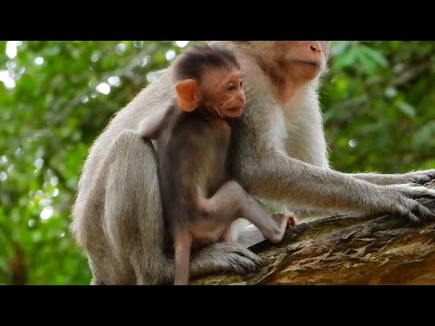 Hungry milk, Mom plz feeding me milk! Baby JASPER hard request mom JULINA feed milk by difficult way