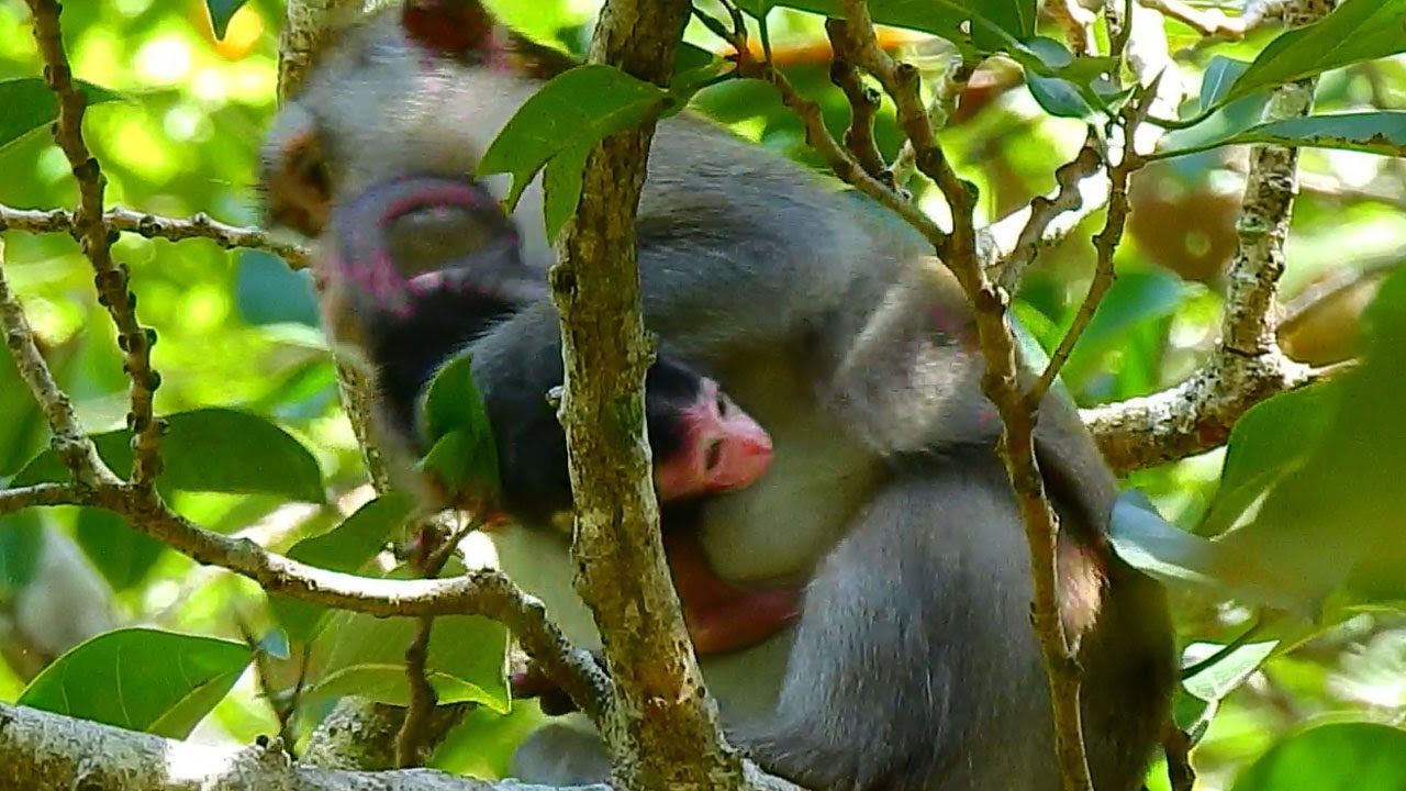 Anna Hugs New Baby Ara, She Checking Him - YouTube