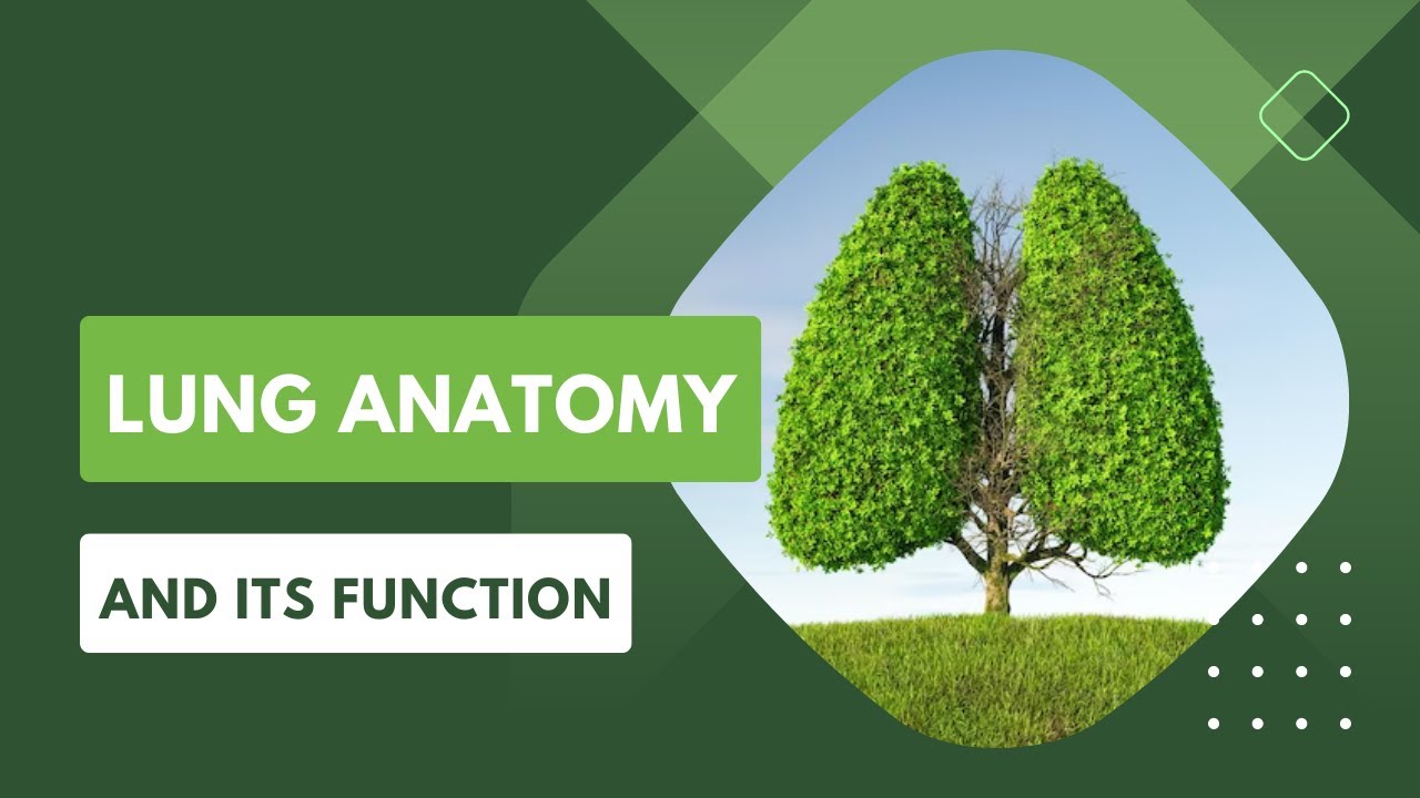 Lung anatomy and its function - YouTube