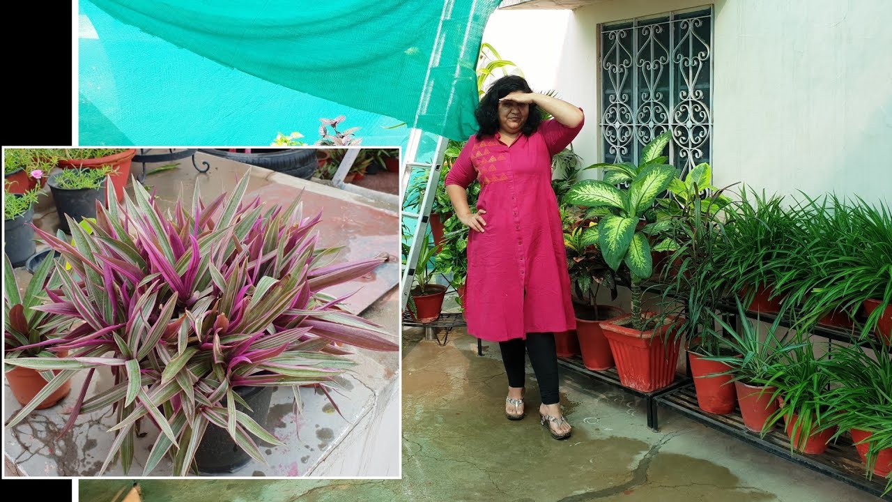 Propagation of Rhoeo Plant || How to Propagate Rhoeo Plant || Fun ...