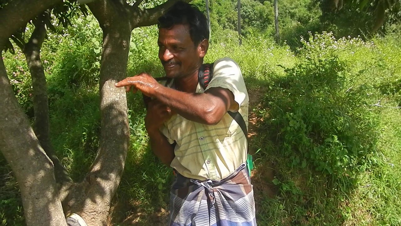 Preparing and using Neemastram - Natural Pesticide - YouTube