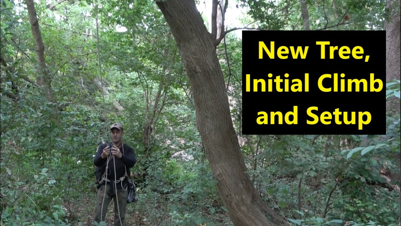 New Tree, Initial Climb and Setup - YouTube