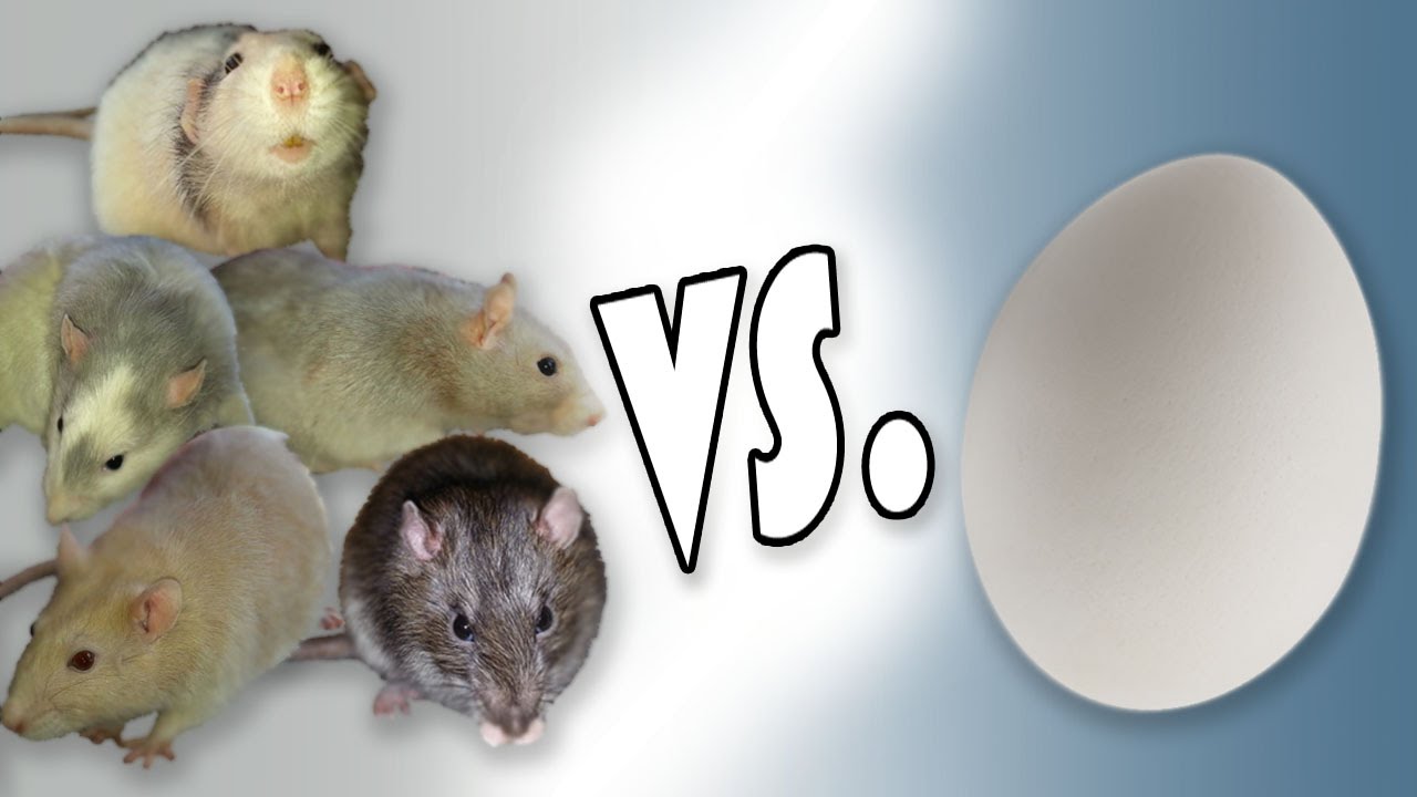 Fünf Ratten und ein Ei - YouTube