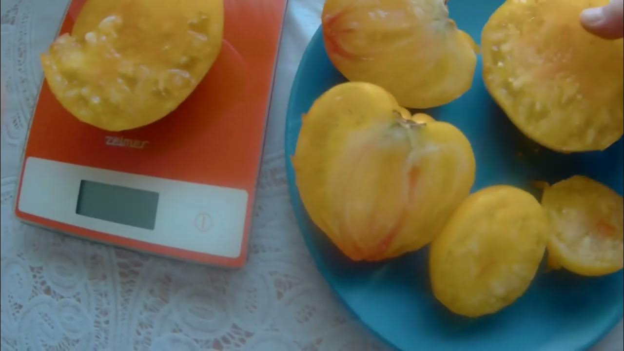 Томат Оранжевое сердце (Лискин нос). 2022 - YouTube