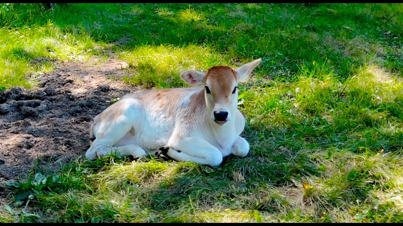 Watch Newborn Calf Grow - Birth to 22 weeks - YouTube