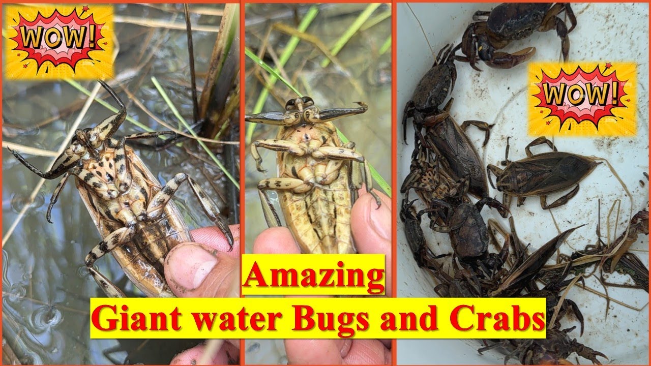 Capture Giant Water Bugs and Grabs, Amazing! - YouTube