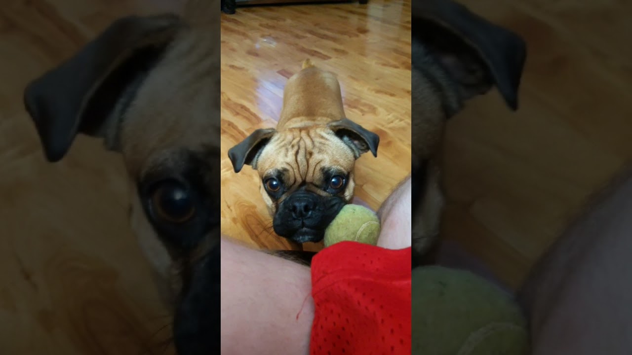A Dog Named Bug - YouTube