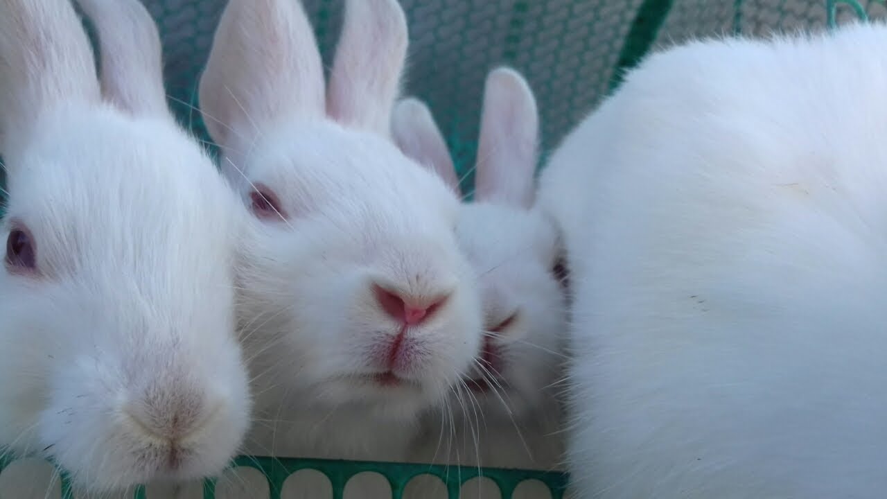 Rabbit celebrate 31 December 2019🍉🍉🍉🍉 - YouTube