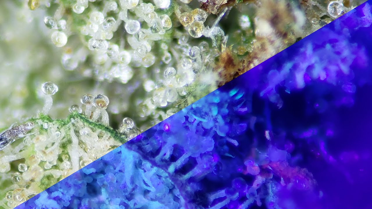 Marijuana Under a Microscope - Glows in UV! - YouTube