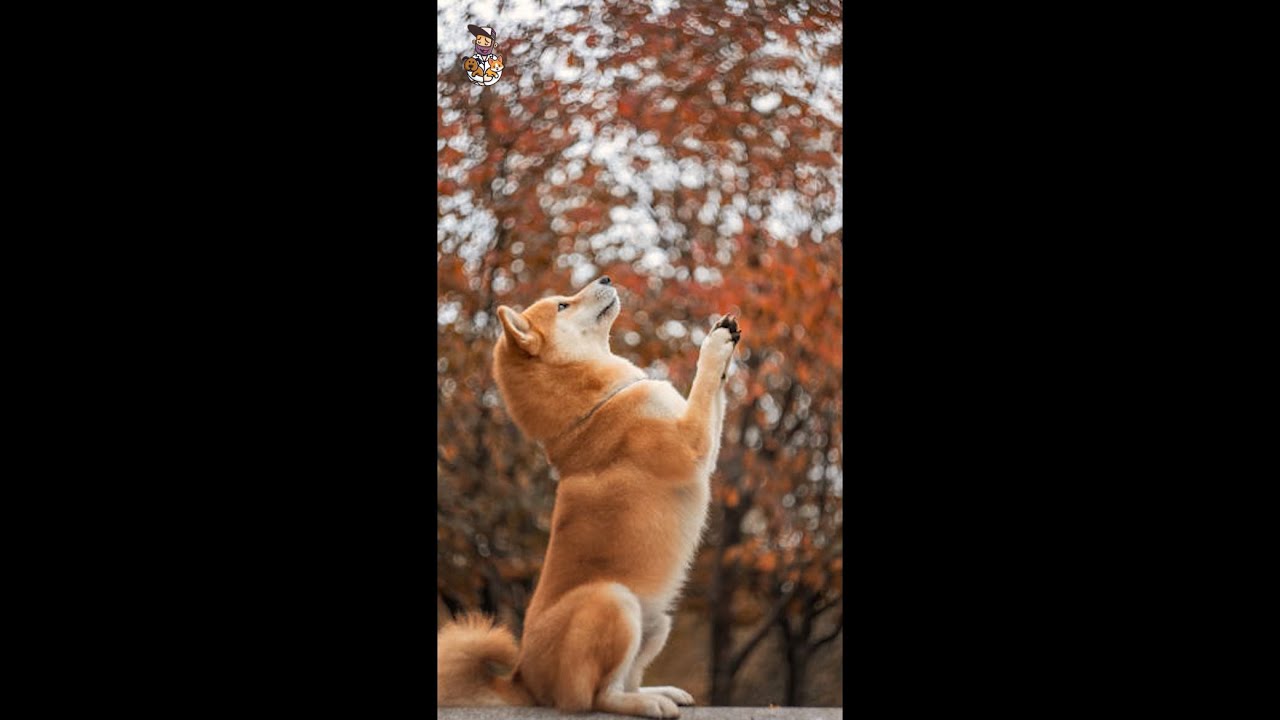 Rituals of Dogs: Exploring Dog Traditions and Habits | Dog Behaviour ...