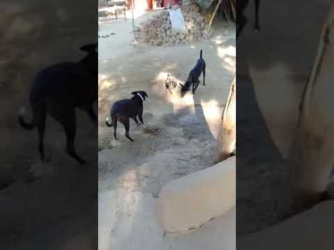 Gilani xoruz və itlərin döyüşü