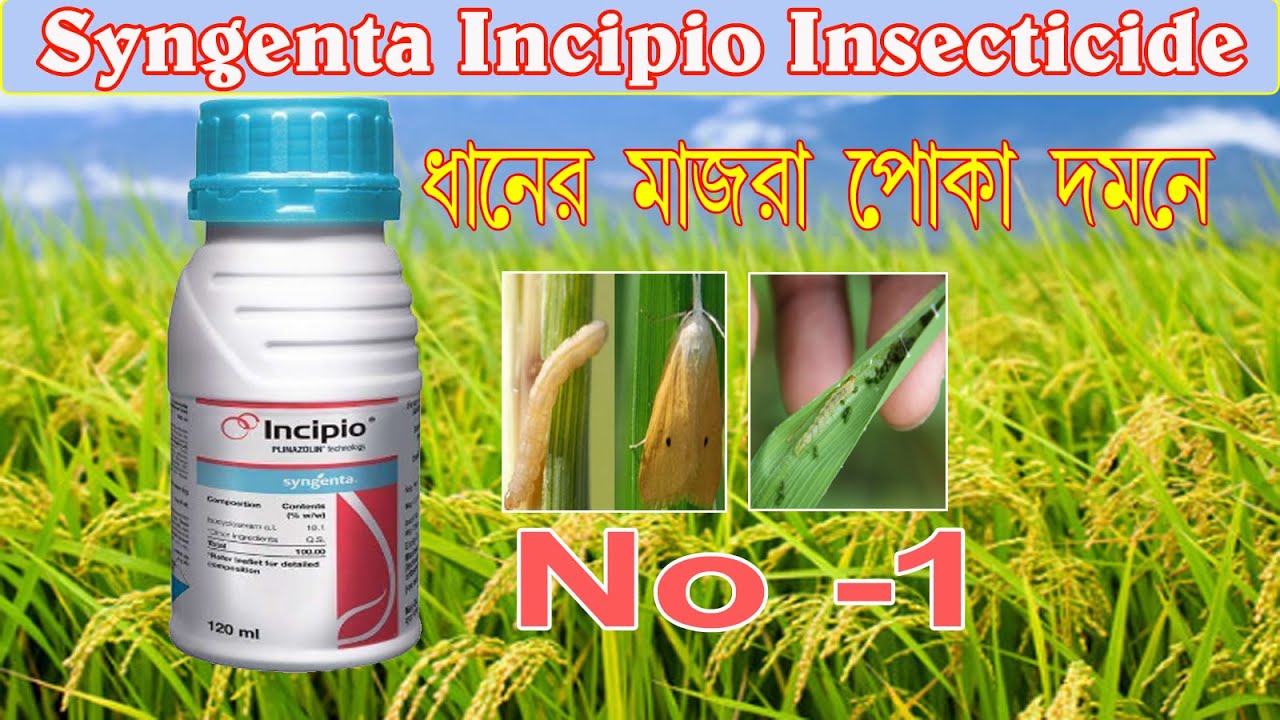 Syngenta Incipio Insecticide II ধানের মাজরা পোকা দমনে সেরা কীটনাশক II ...