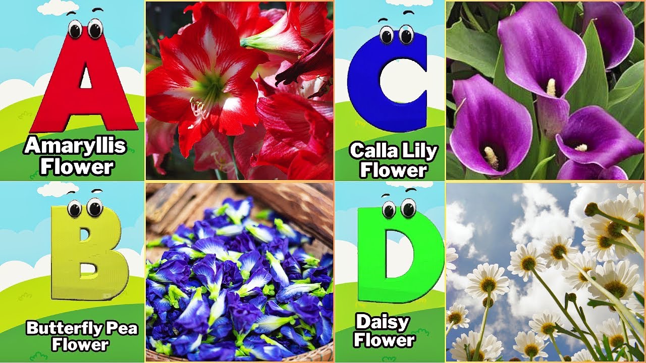ABC Flowers Song | Alphabet Song | Learn English, Alphabets and Flowers ...