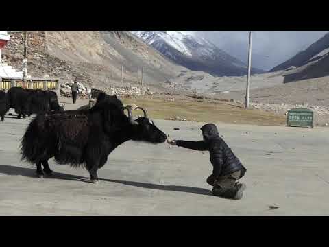 BJ feeds a yak at the base of Mt. Everest in Tibet