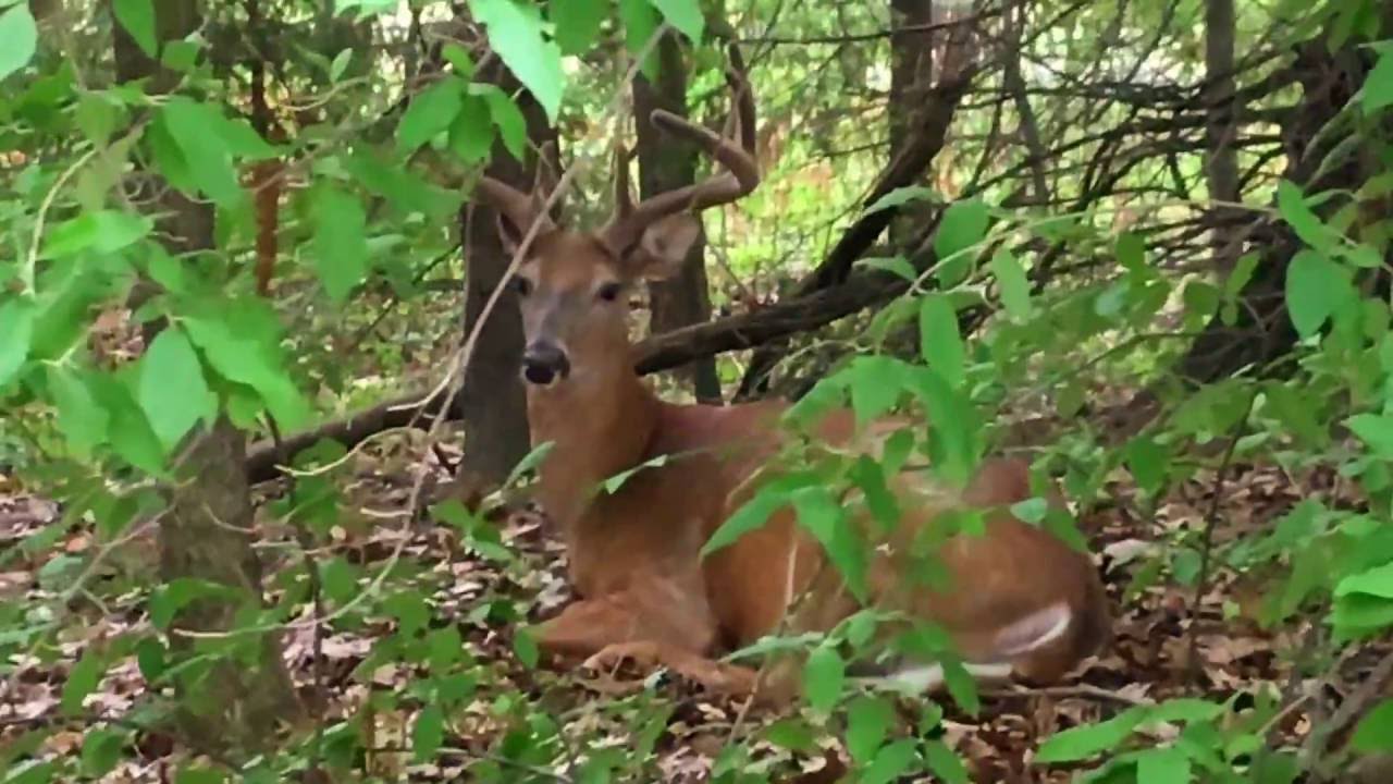 Young 10-Point Buck With Friends - YouTube