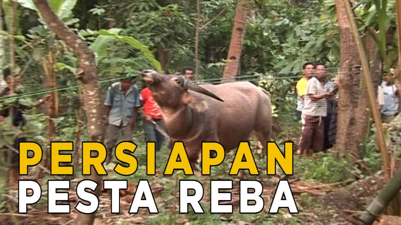 Pemotongan Kerbau bertujuan untuk persiapan pesta reba | JELAJAH - YouTube