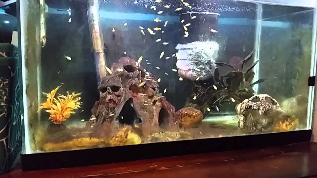 *Update* All 12 of my turtles and enclosures - YouTube