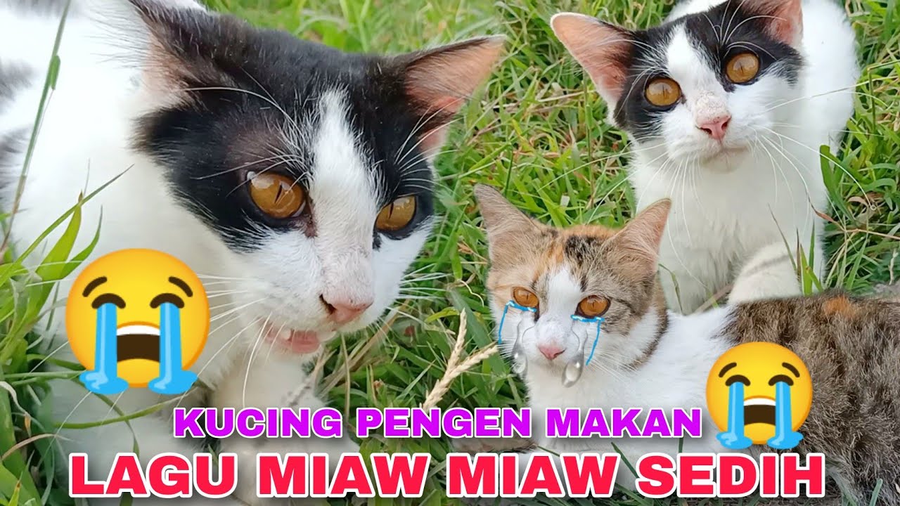 Miaw Miaw Miaw Song Sad 😭 KUCING PENGEN MAKAN 😭 LAGU MIAW MIAW SEDIH ...