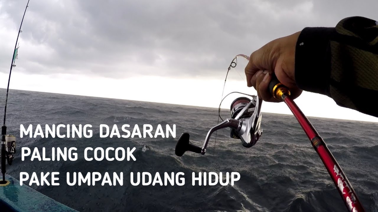 Mancing dasaran, paling cocok pake umpan udang hidup - YouTube