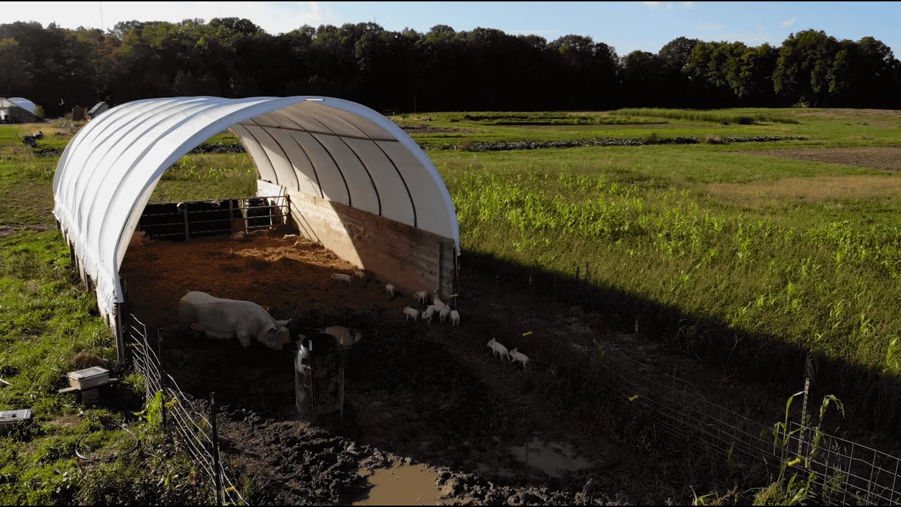 NSC 292: Pig Raising Course | Michigan State University - YouTube