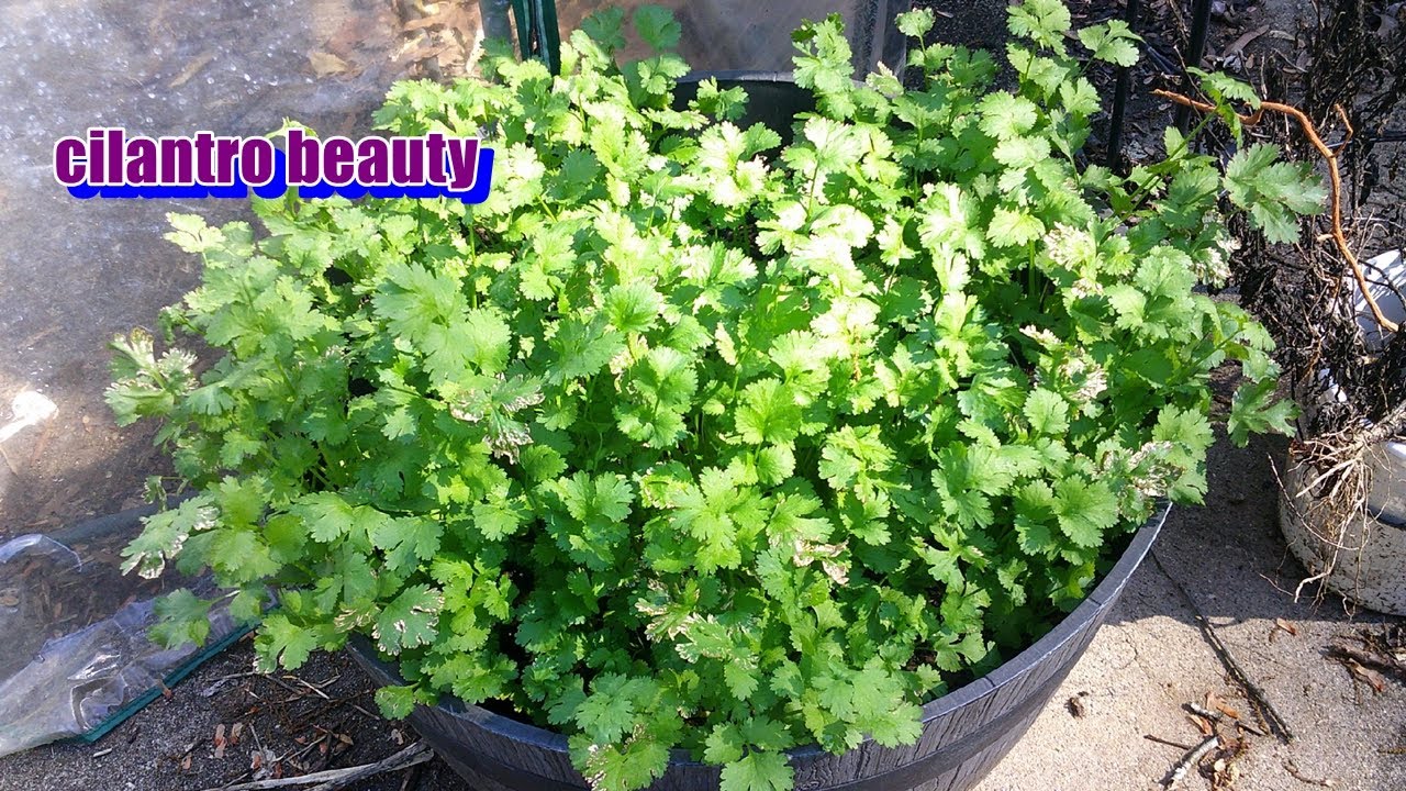 Cilantro Beauty! - YouTube