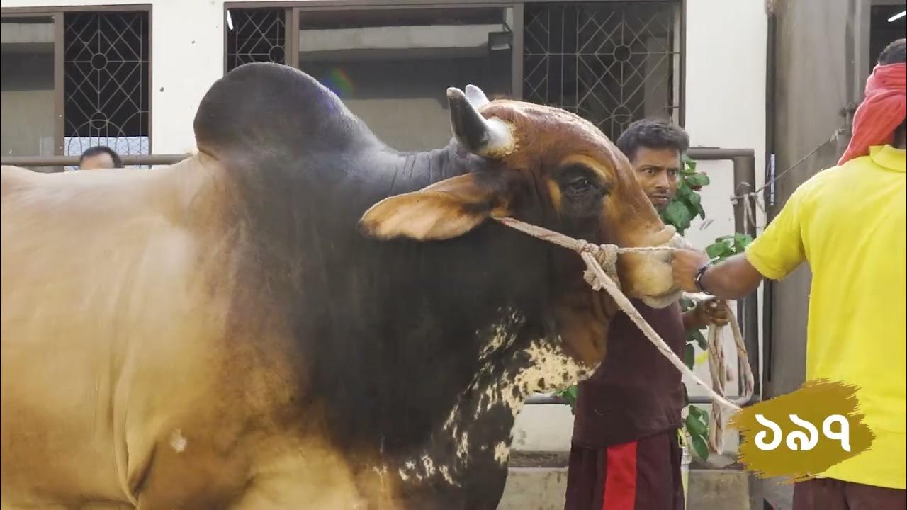 Cattle#197 - Qurbani Collection 2023 - Unichem Agro Ltd - YouTube