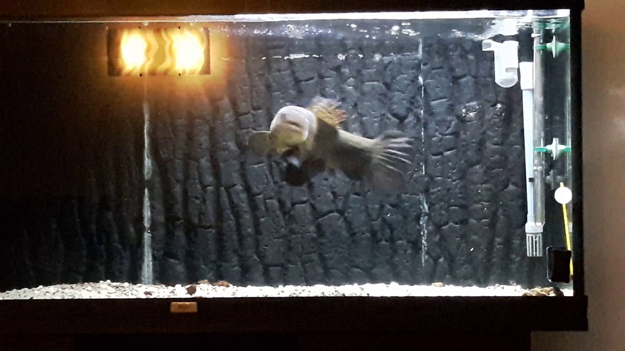 Curupira wolf fish - YouTube